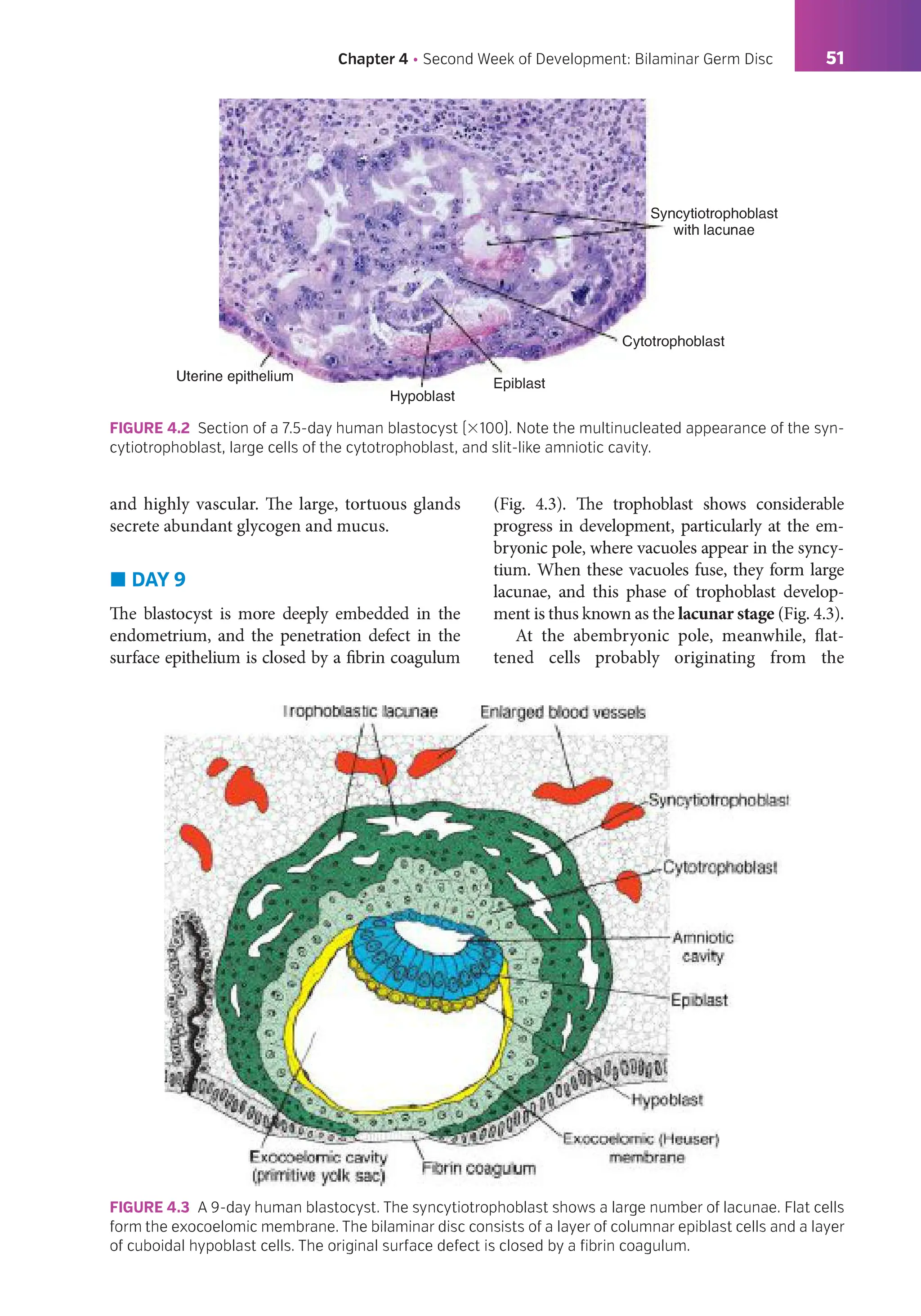 Langman's Medical Embryology 14th Ed.pdf