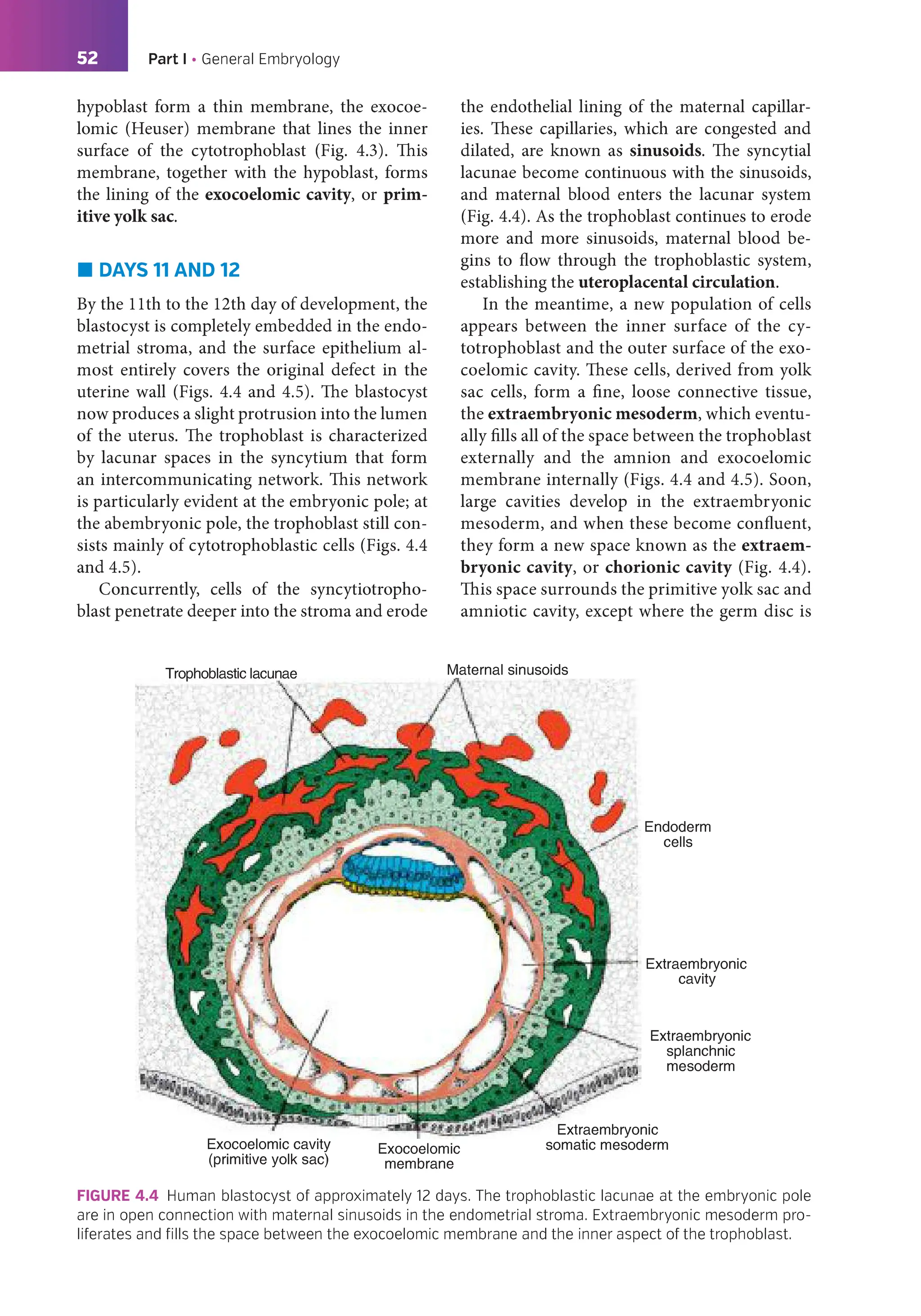 Langman's Medical Embryology 14th Ed.pdf