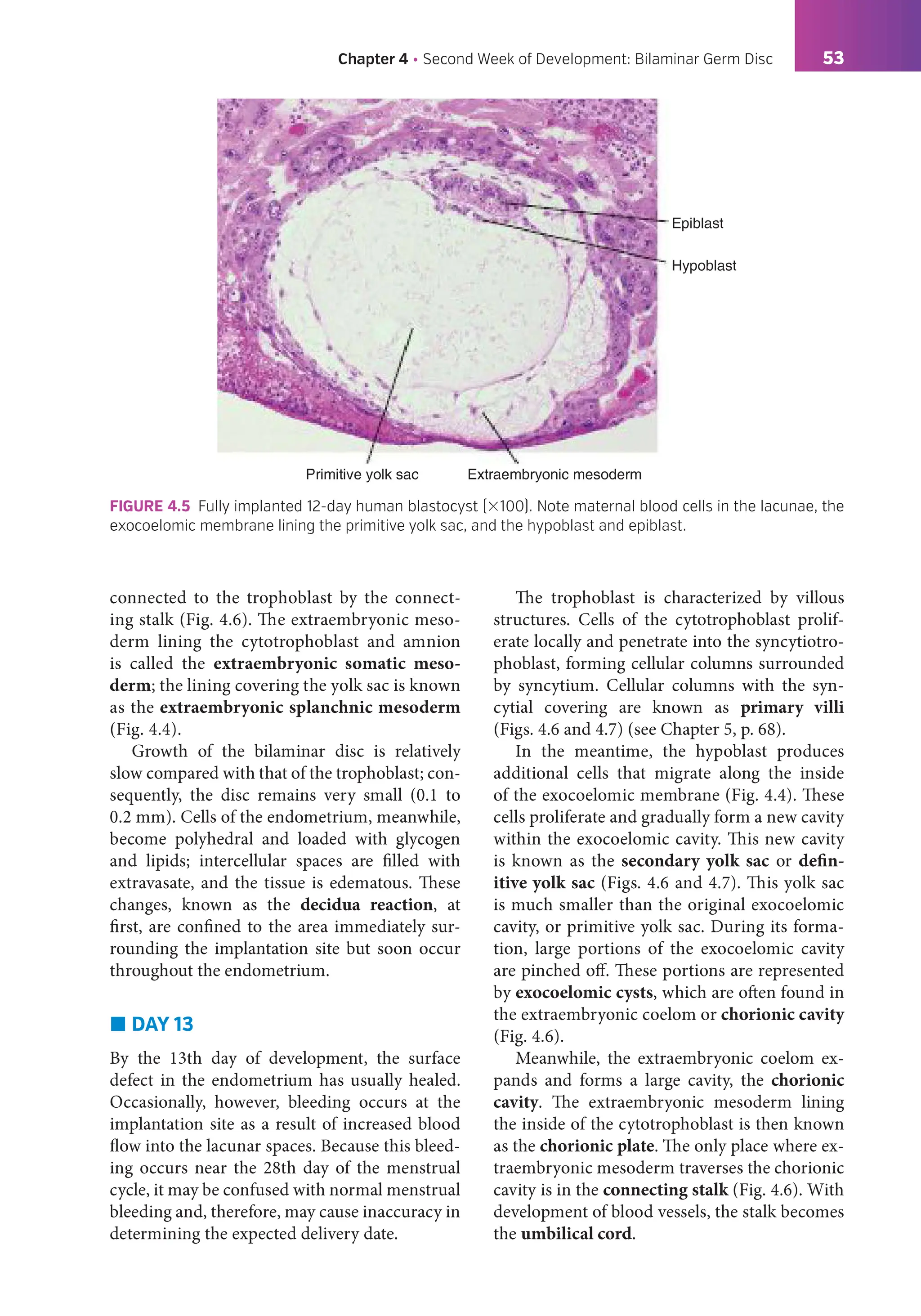 Langman's Medical Embryology 14th Ed.pdf
