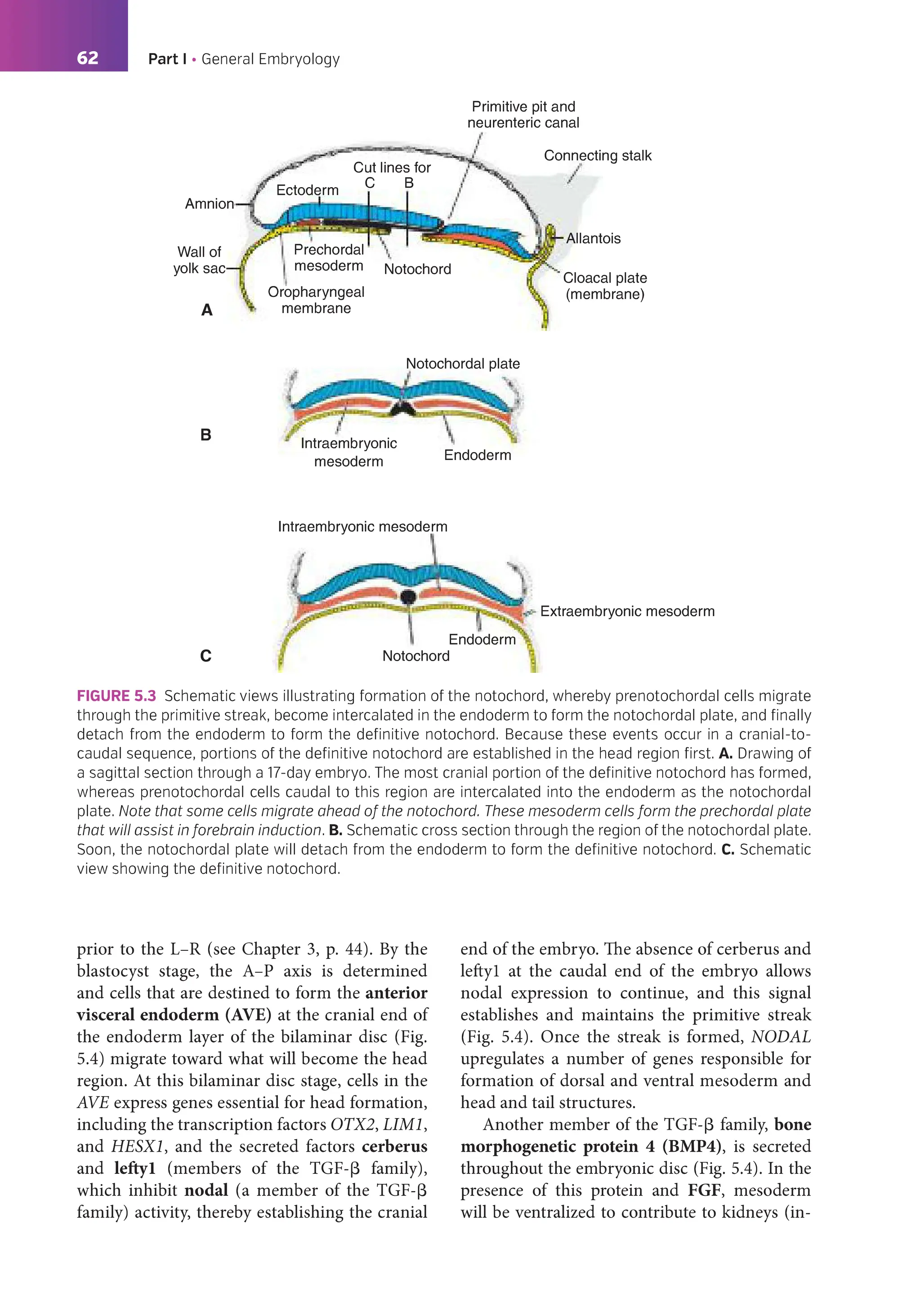 Langman's Medical Embryology 14th Ed.pdf