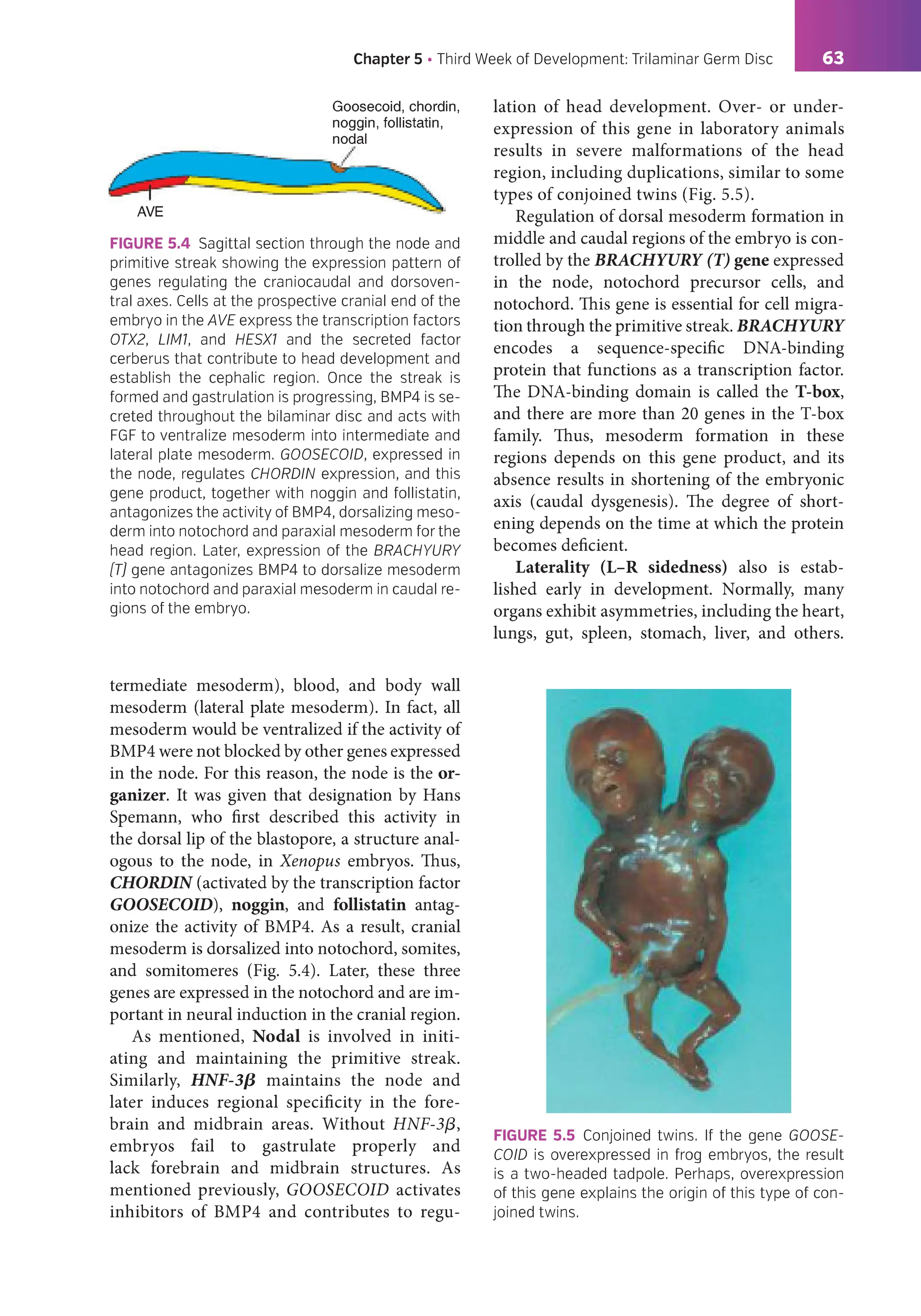 Langman's Medical Embryology 14th Ed.pdf