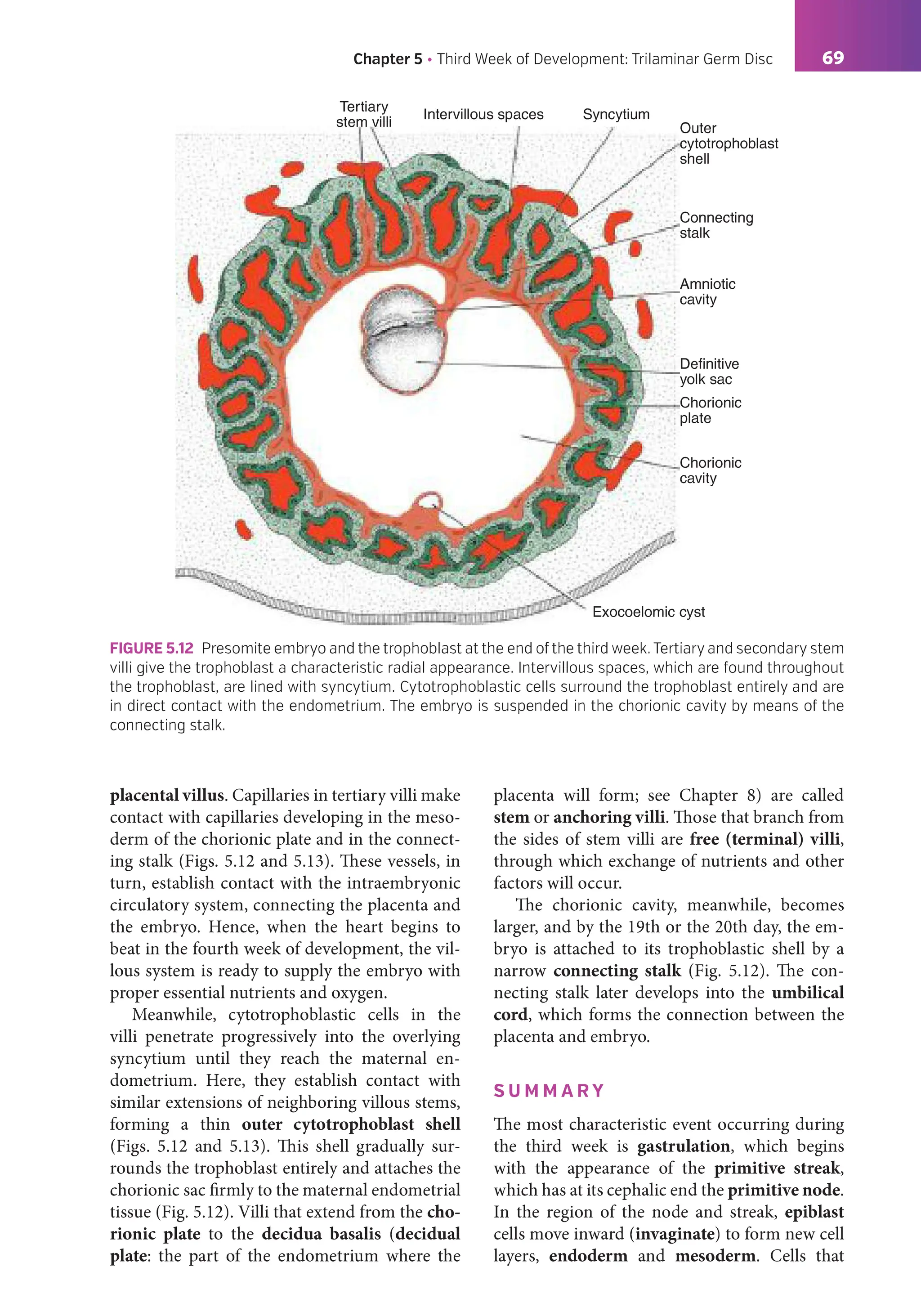 Langman's Medical Embryology 14th Ed.pdf