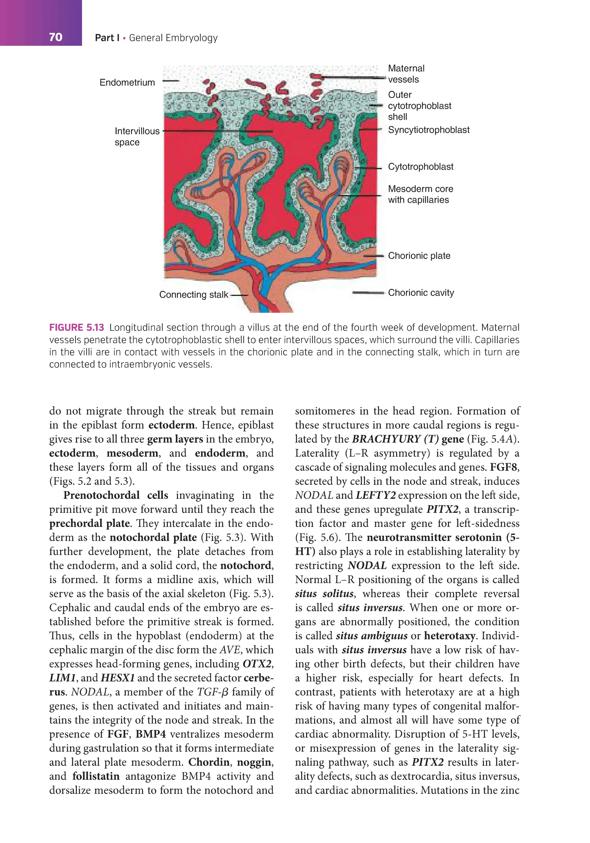 Langman's Medical Embryology 14th Ed.pdf