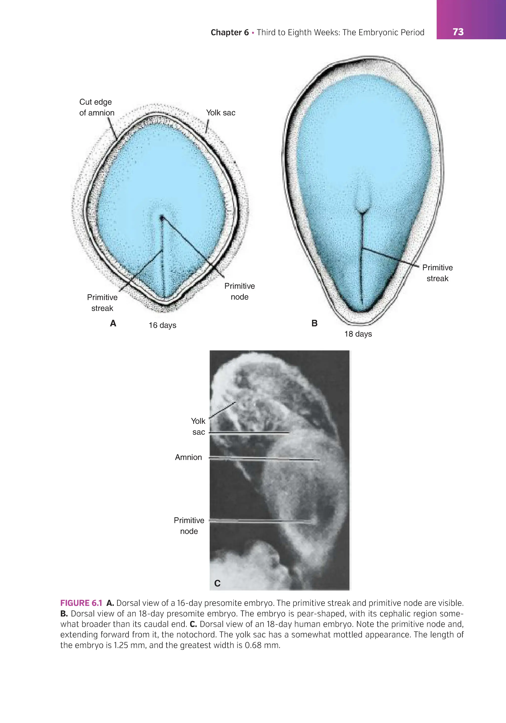 Langman's Medical Embryology 14th Ed.pdf