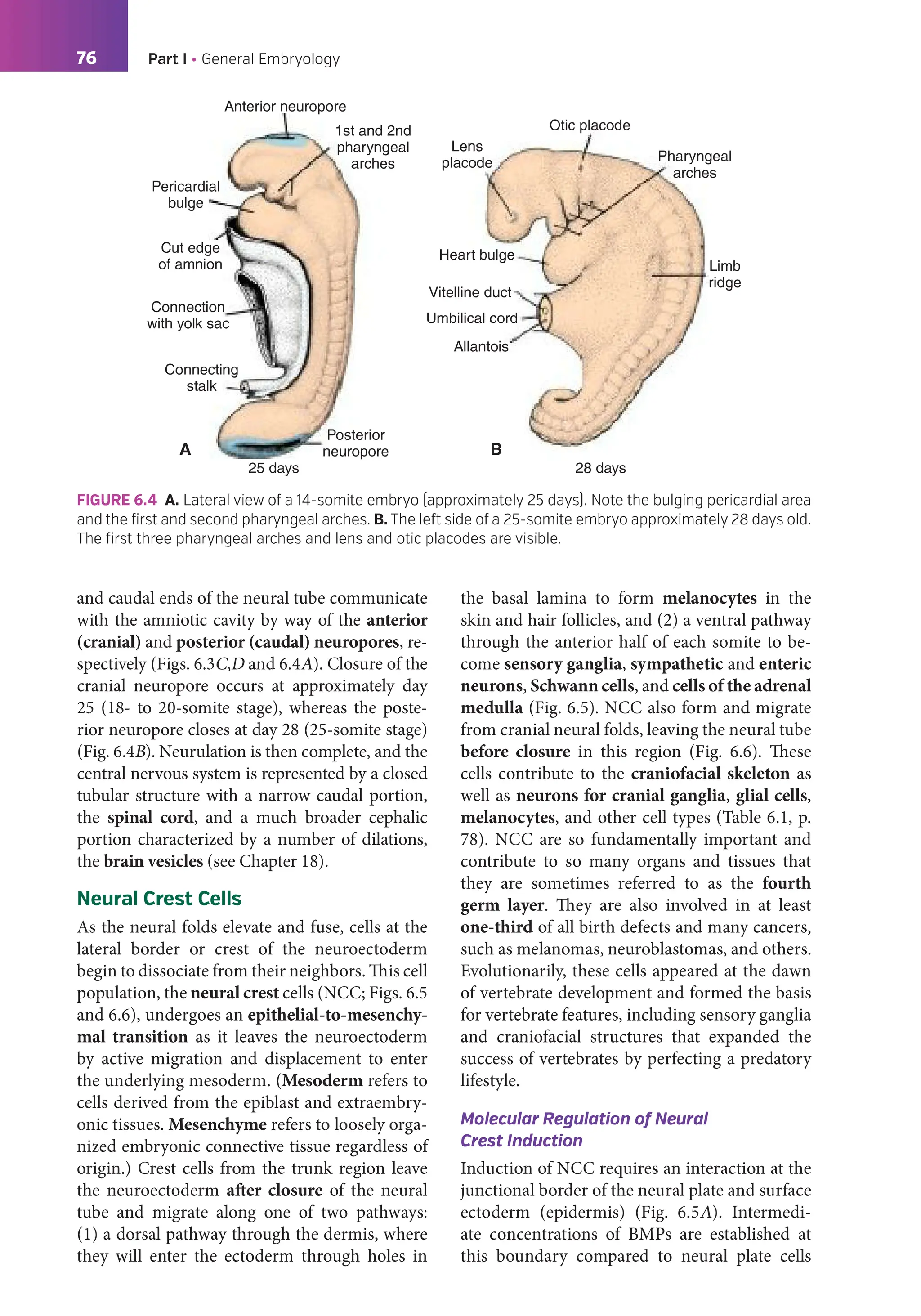 Langman's Medical Embryology 14th Ed.pdf