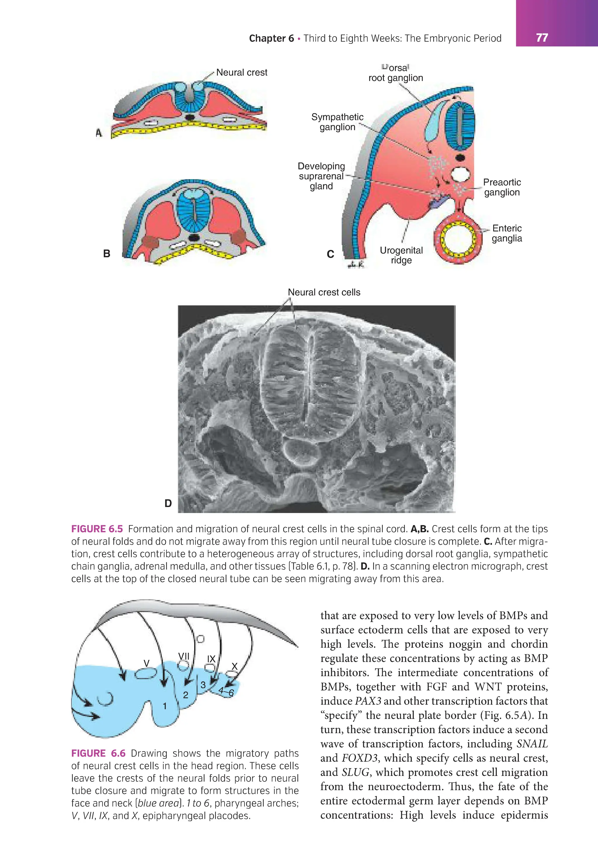 Langman's Medical Embryology 14th Ed.pdf