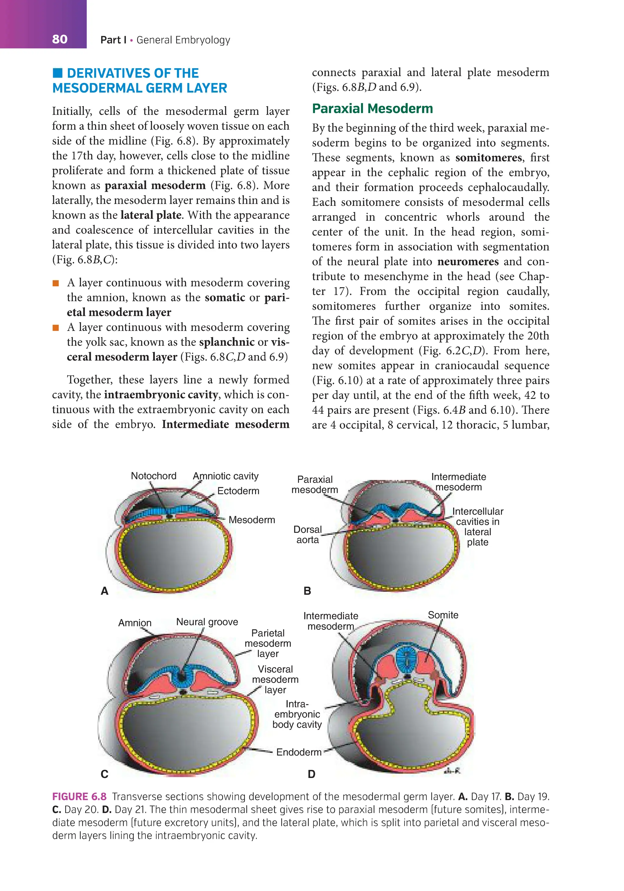 Langman's Medical Embryology 14th Ed.pdf