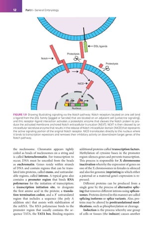 Langman's Medical Embryology 14th Ed.pdf