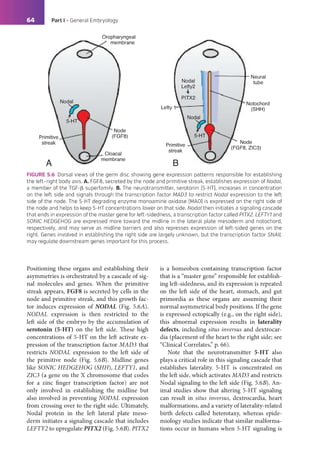 Langman's Medical Embryology 14th Ed.pdf