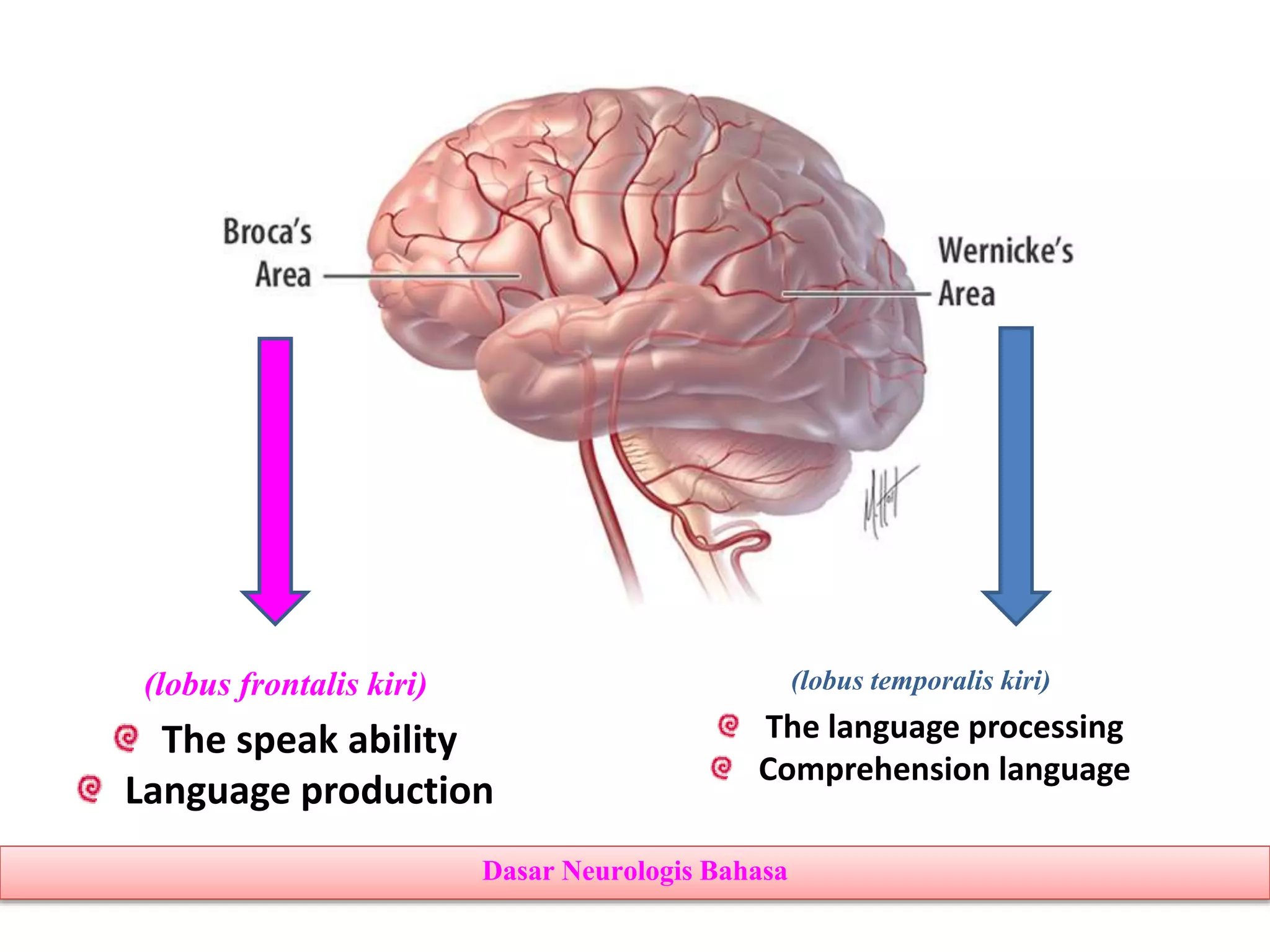 Production and Comprehension Process of Language | PPTX