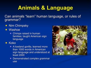 Language | PPT