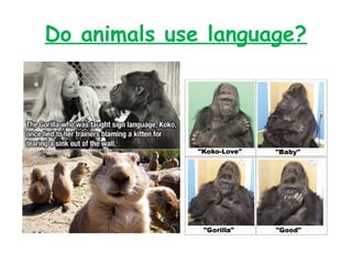 Language | PPT