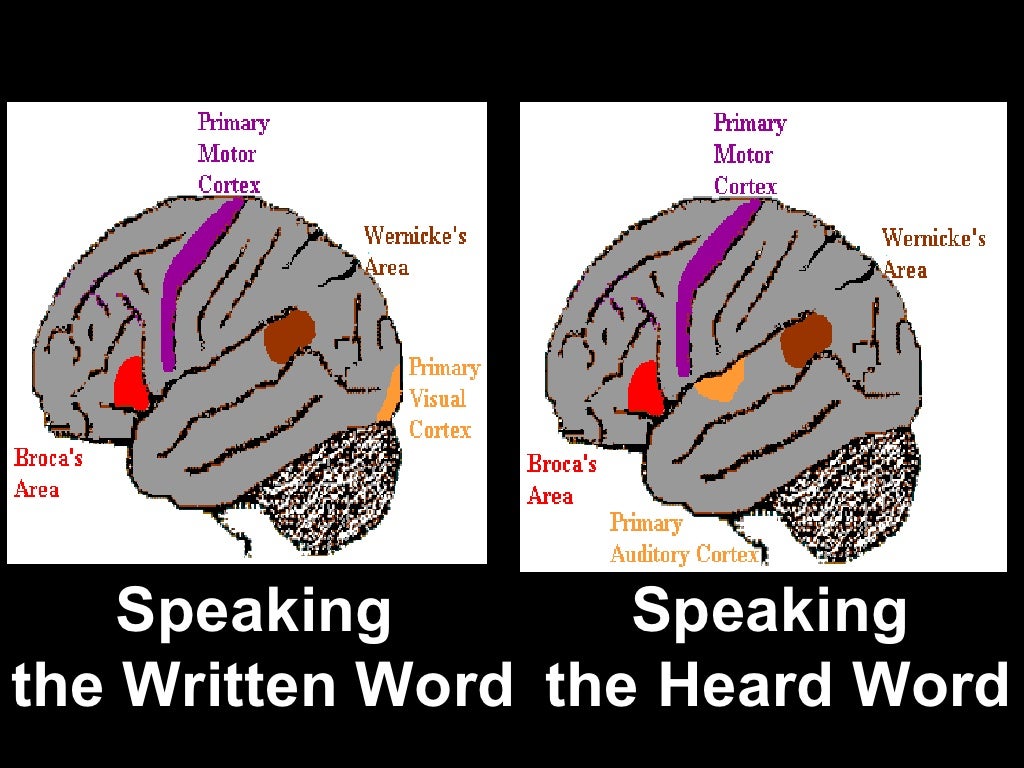 Language And Brain Development
