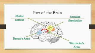 Language and brain | PPTX