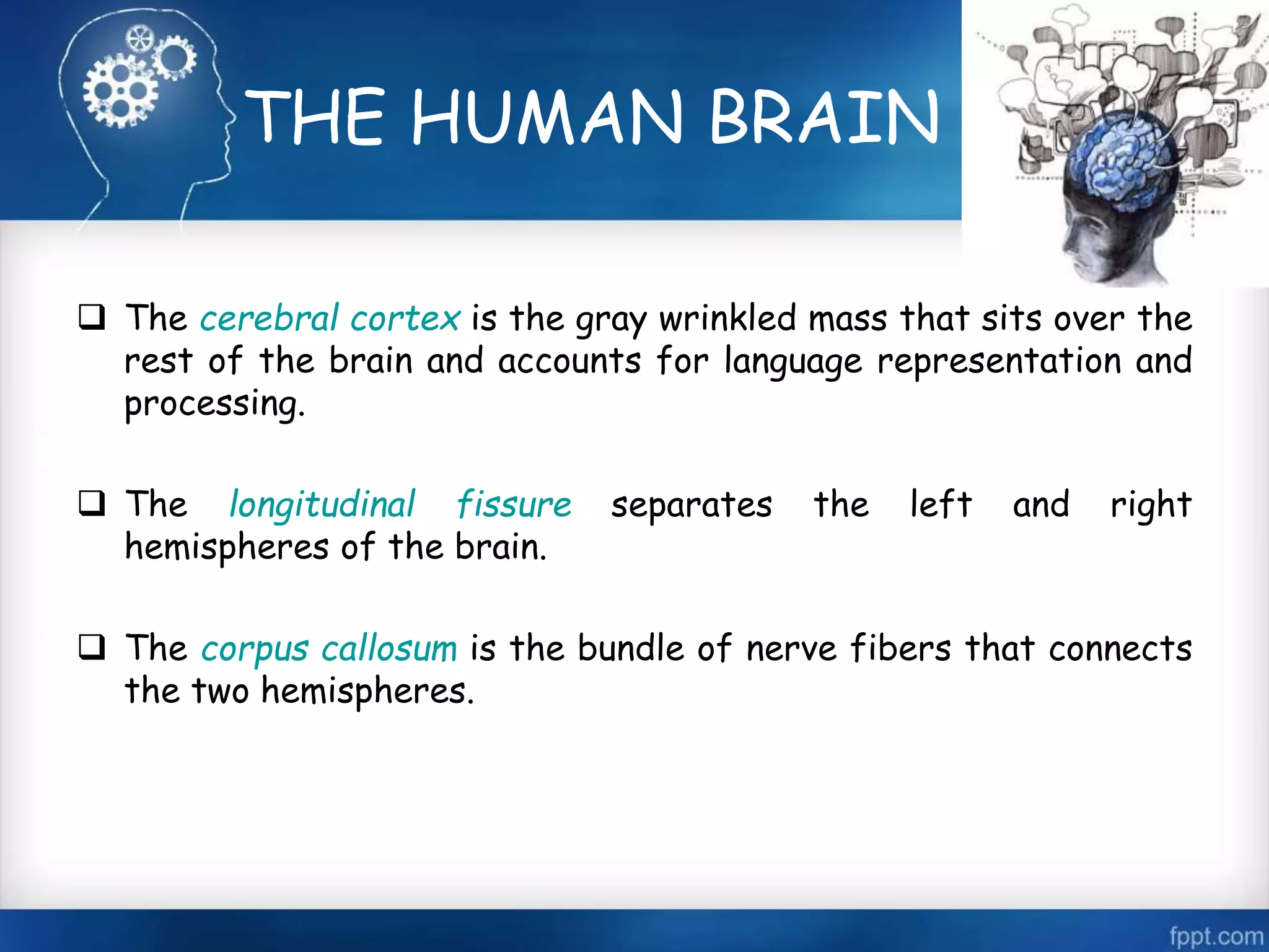 Language and Human's Brain | PPTX