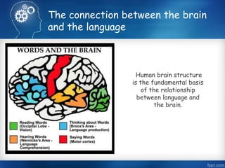 Language and Human's Brain | PPTX