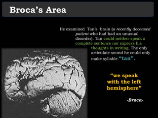 Language and Human's Brain | PPTX