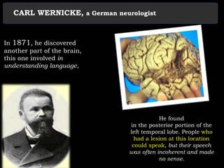 Language and Human's Brain | PPTX