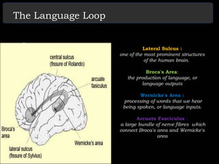 Language and Human's Brain | PPTX