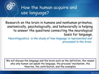 Language and Human's Brain | PPTX