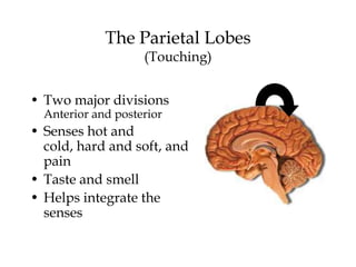 Language and the brain | PPTX