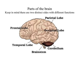 Neurolinguistics: Brain and Language | PPTX