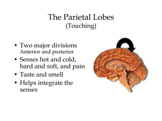 Neurolinguistics: Brain and Language | PPTX