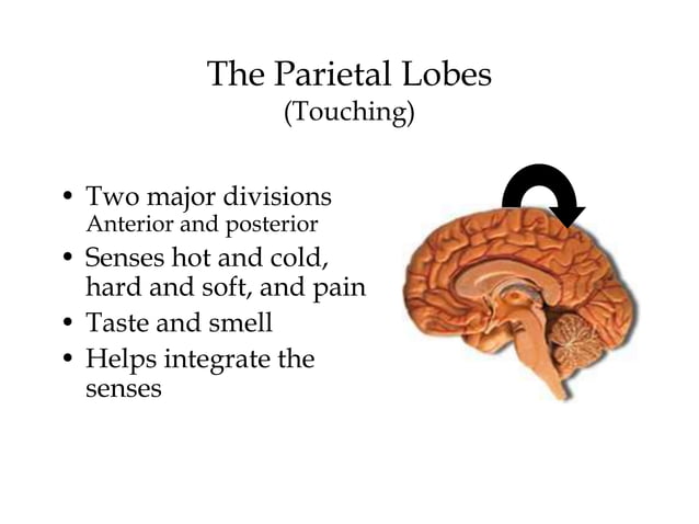 Neurolinguistics: Brain and Language | PPTX | Brain and Nervous System ...