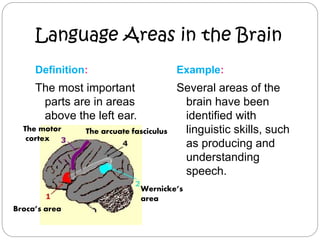 Language and the brain | PPTX