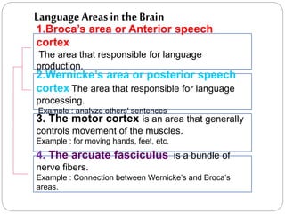 Language and the brain | PPTX