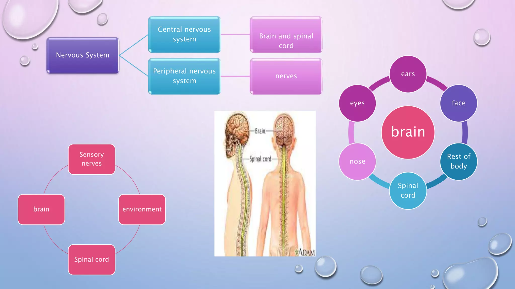 Language and the brain | PPTX