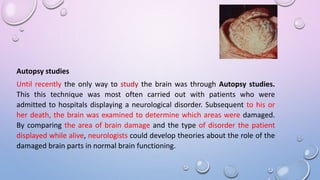 Language and the brain | PPTX