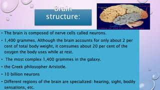 Language and the brain | PPTX