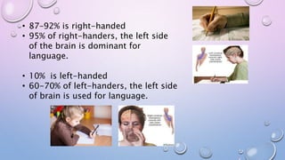 Language and the brain | PPTX