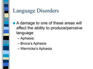language and brain.ppt