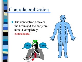 language and brain.ppt