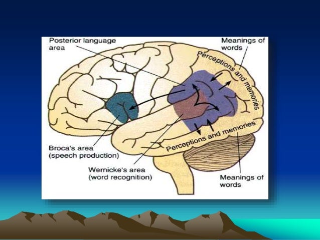 Language and the brain 1