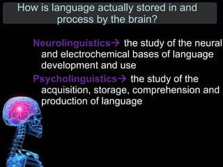Language and the brain camila contreras | PPT