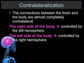 Language and the brain camila contreras | PPT
