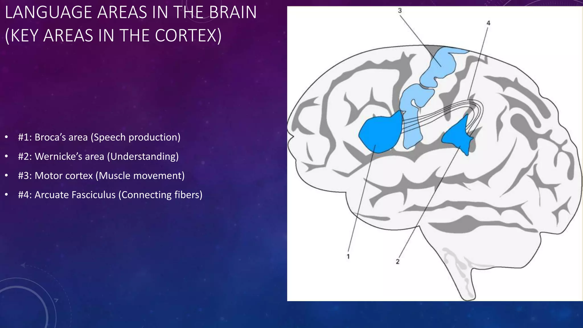 Language And The Brain FINAL.pptx | Brain and Nervous System Disorders ...