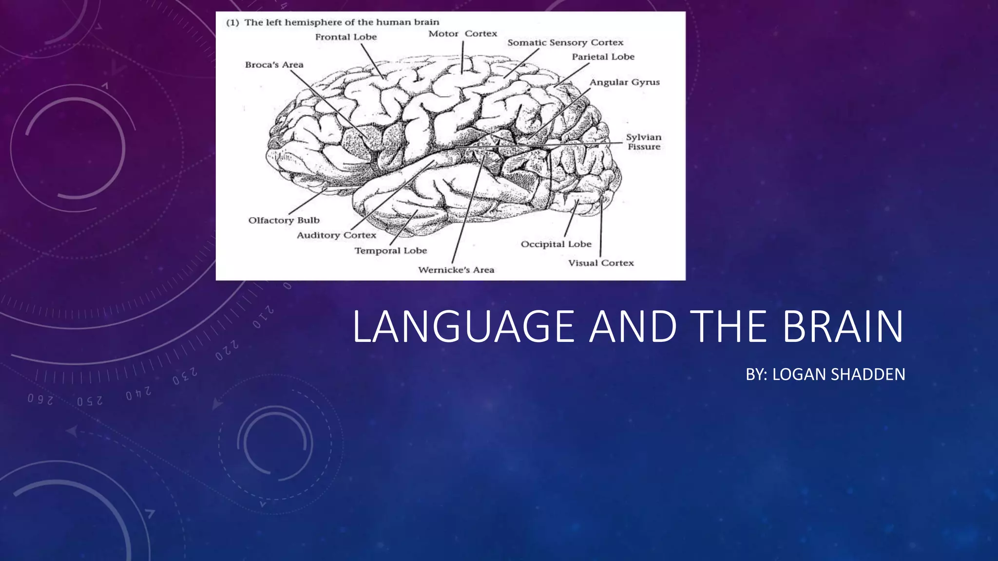 Language And The Brain FINAL.pptx