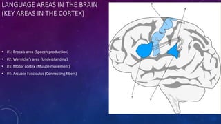 Language And The Brain FINAL.pptx | Brain and Nervous System Disorders ...