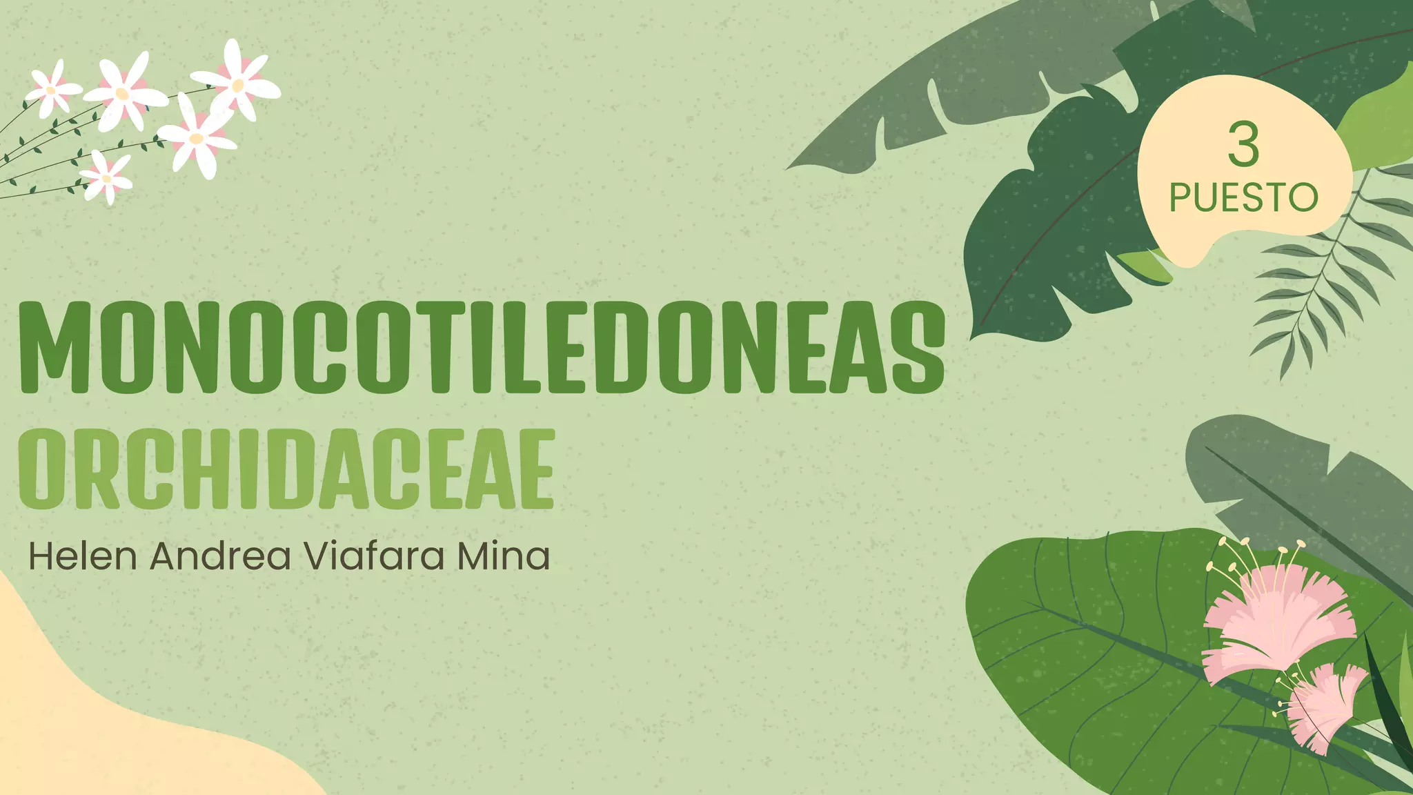 Monocotiledoneas | PPTX