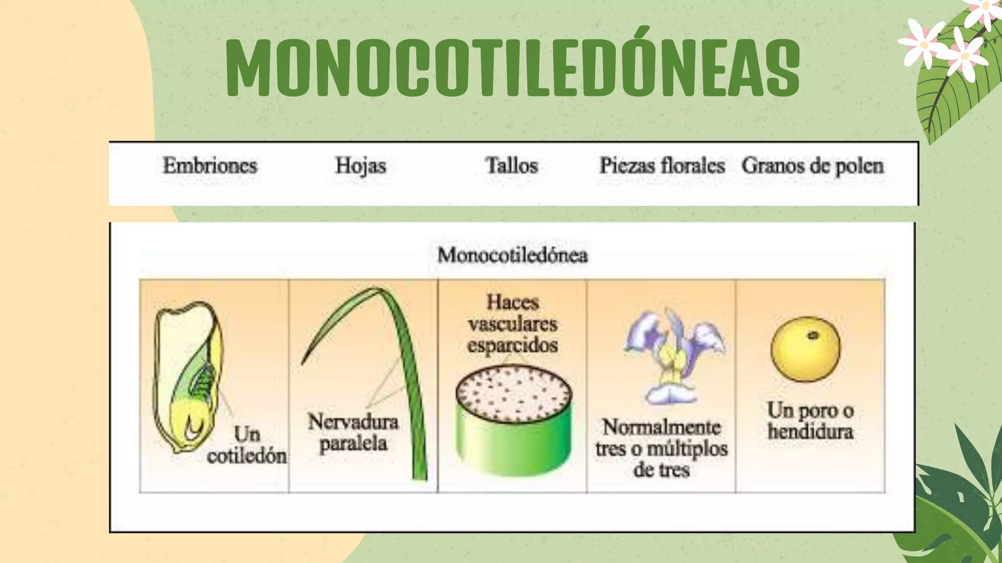 Monocotiledoneas | PPTX