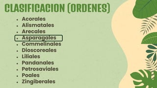 Monocotiledoneas | PPTX