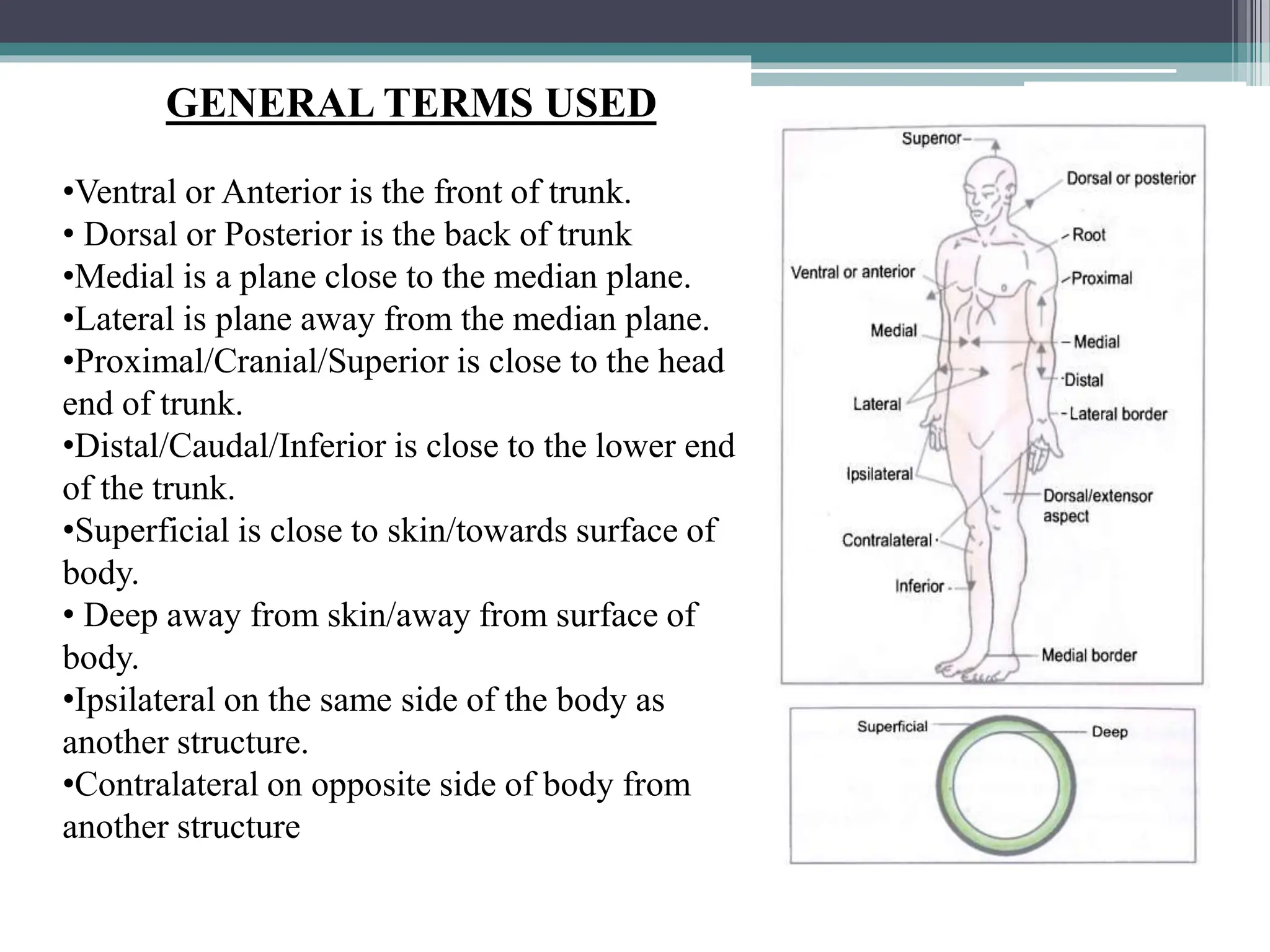 Basics of Anatomy- Language of Anatomy.pptx