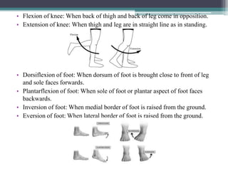 Basics of Anatomy- Language of Anatomy.pptx