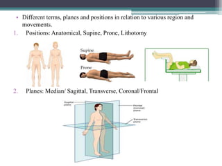 Basics of Anatomy- Language of Anatomy.pptx