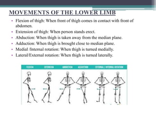 Basics of Anatomy- Language of Anatomy.pptx