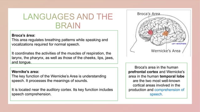Languages and the brain.pptx
